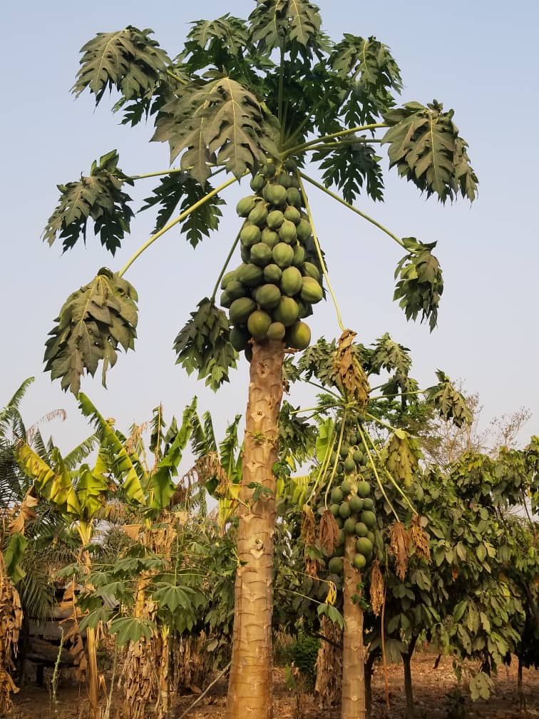 Unraveling the Secrets: Where Do Pawpaw Trees Grow and Thrive ...