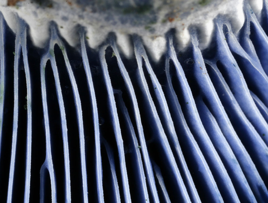 Can You Eat Indigo Milk Cap Mushrooms? - Foraged - Foraged
