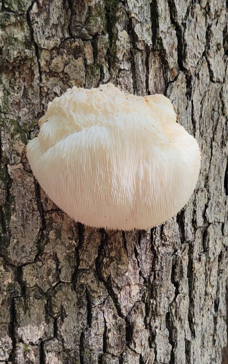 What Are Lion's Mane Mushrooms Used For? Uses and Benefits - Foraged ...