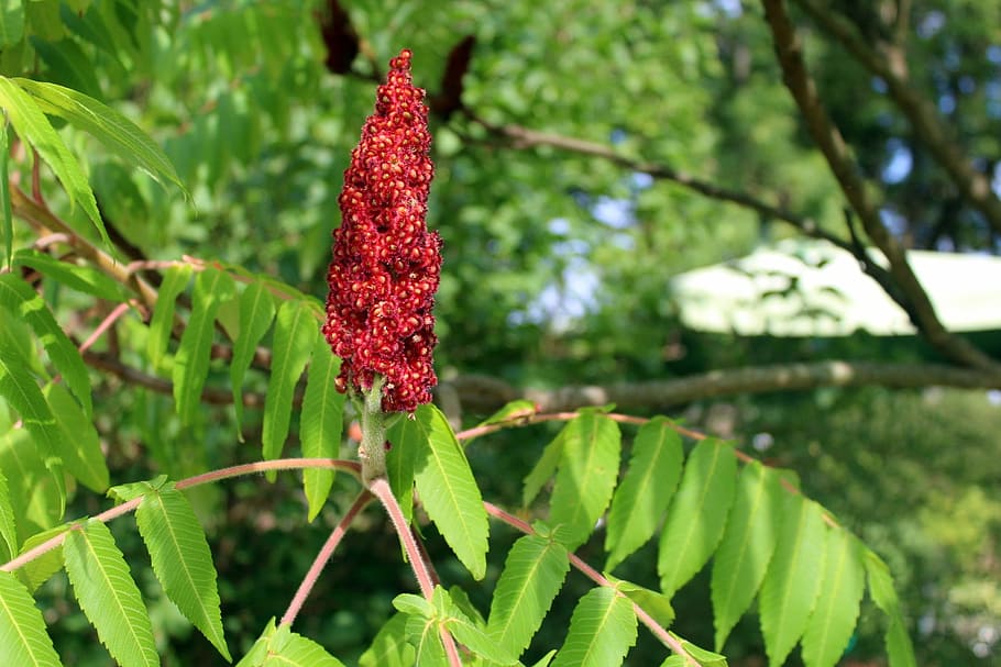 Adding Flavor and Zest: How to Use Sumac Berries in Your Recipes ...