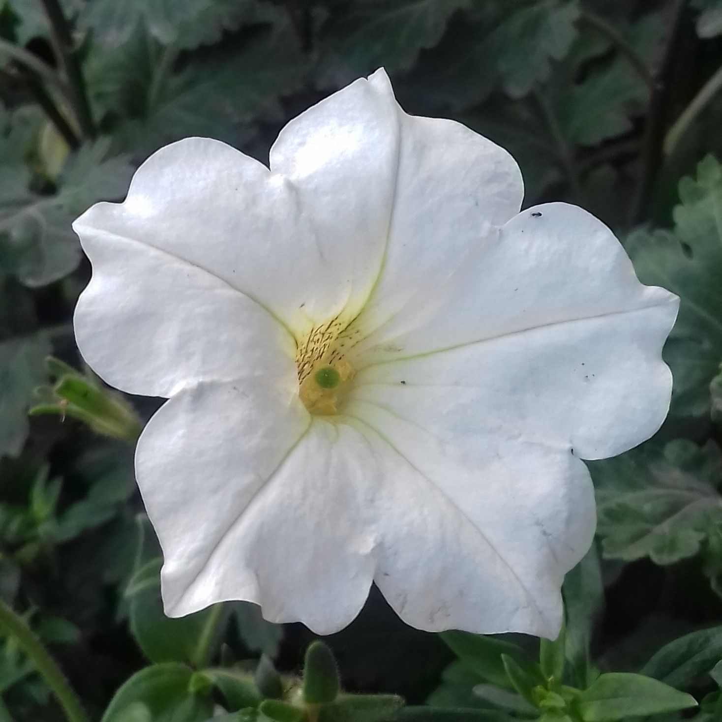 How to Plant Moonflower Seeds: Unveiling the Secrets of Successful ...
