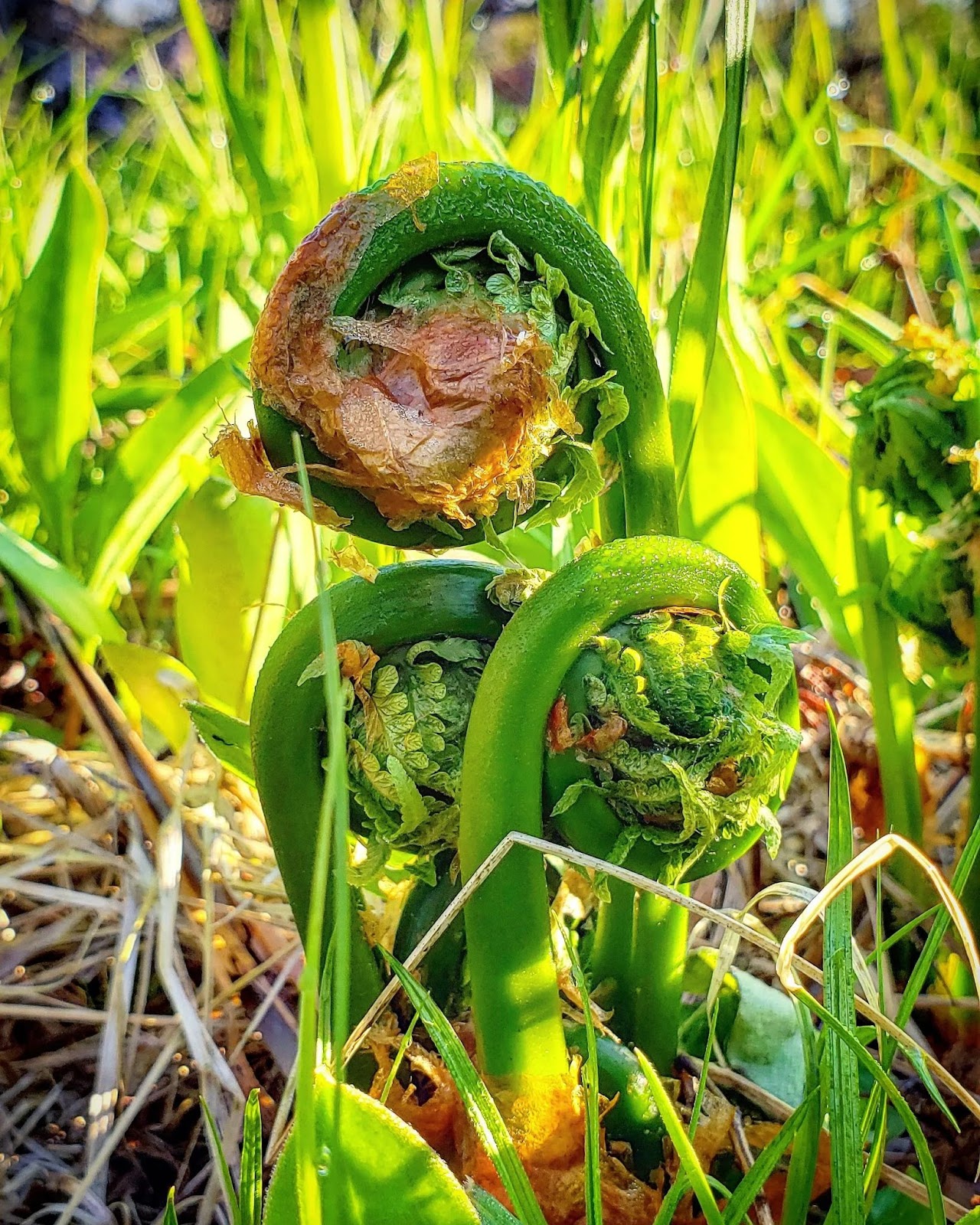 Where To Sell Fiddleheads - Foraged - Foraged