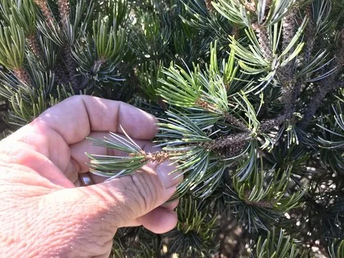 Needle Know-How: Unraveling the Mystery of What to Do with Pine Needles ...