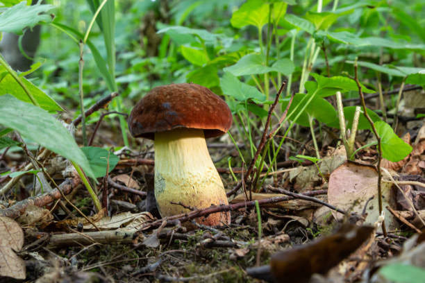 Are Bolete Mushrooms Edible? A Guide to Safe Consumption - Foraged ...