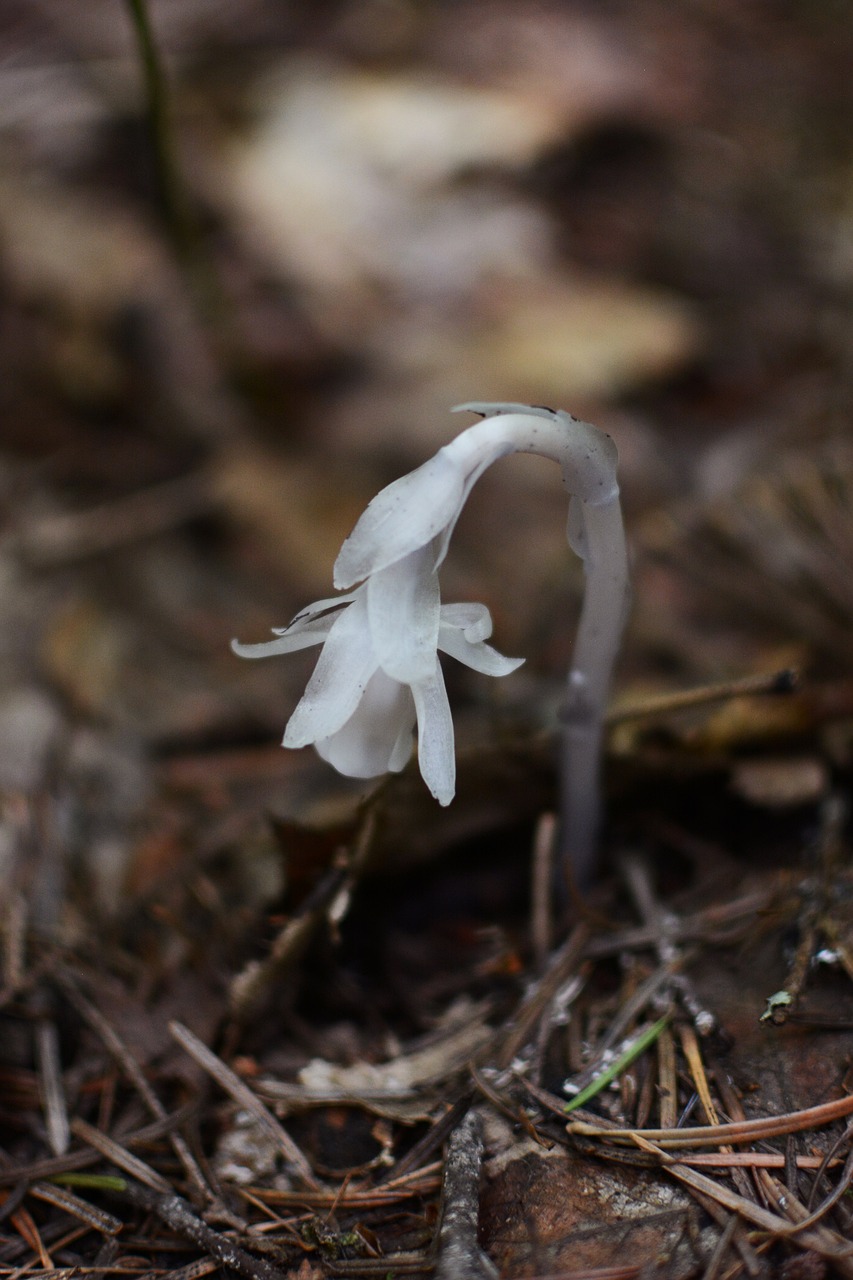 How to Grow Indian Pipe: Tips and Techniques - Foraged - Foraged