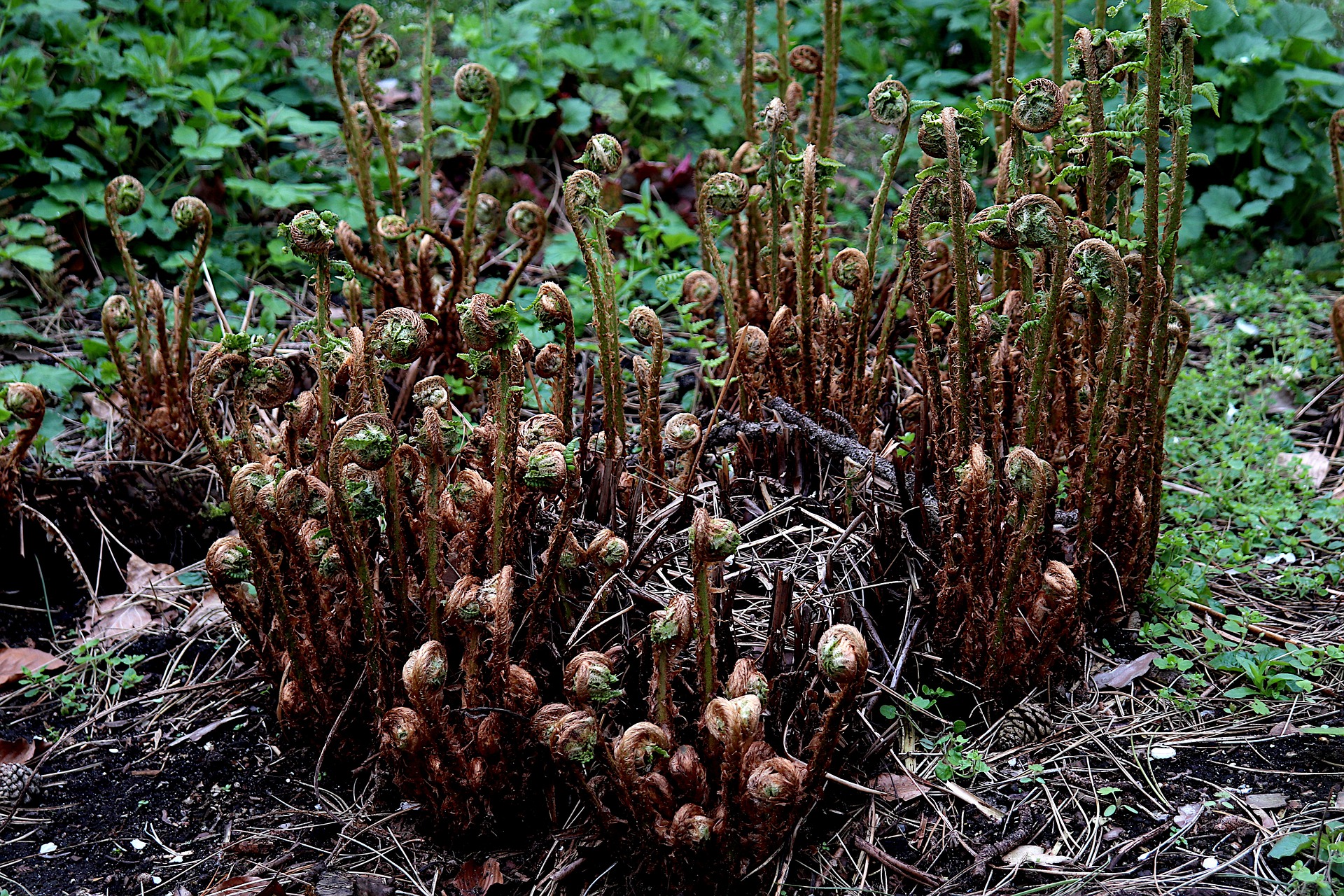 How to Cook Fiddleheads in the Oven: Roasting, Baking, and More ...