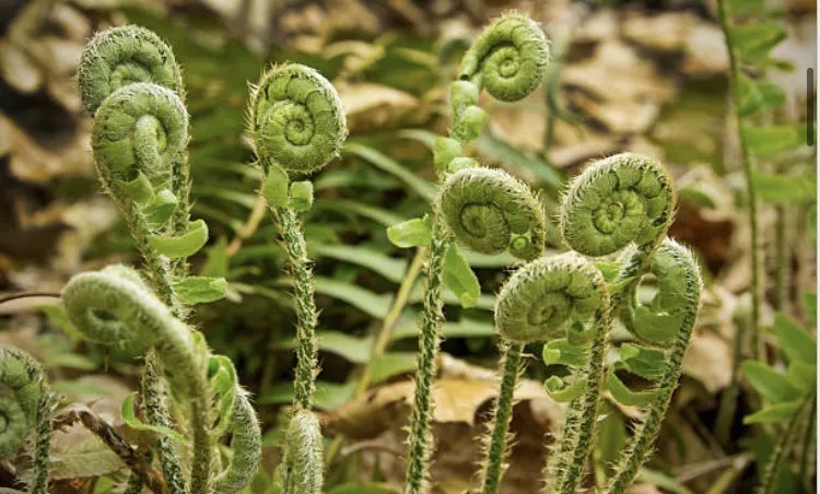 Foraging for Fiddleheads: Tips and Techniques - Foraged - Foraged