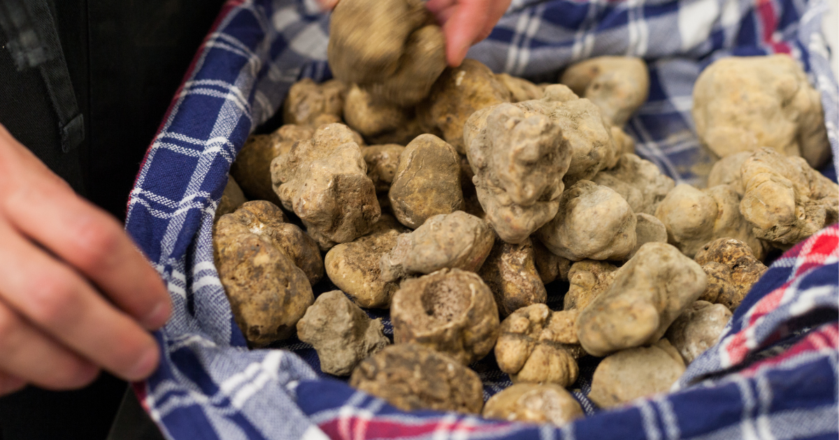 What Is A White Truffle