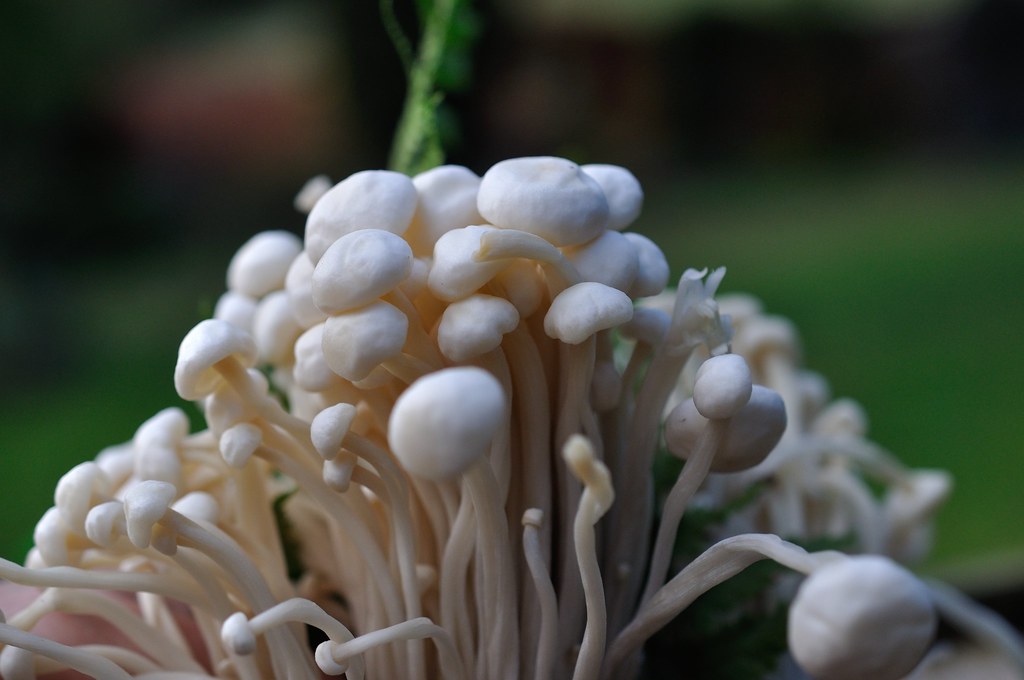A Guide to the Different Types of Enoki Mushrooms You Need to Know ...