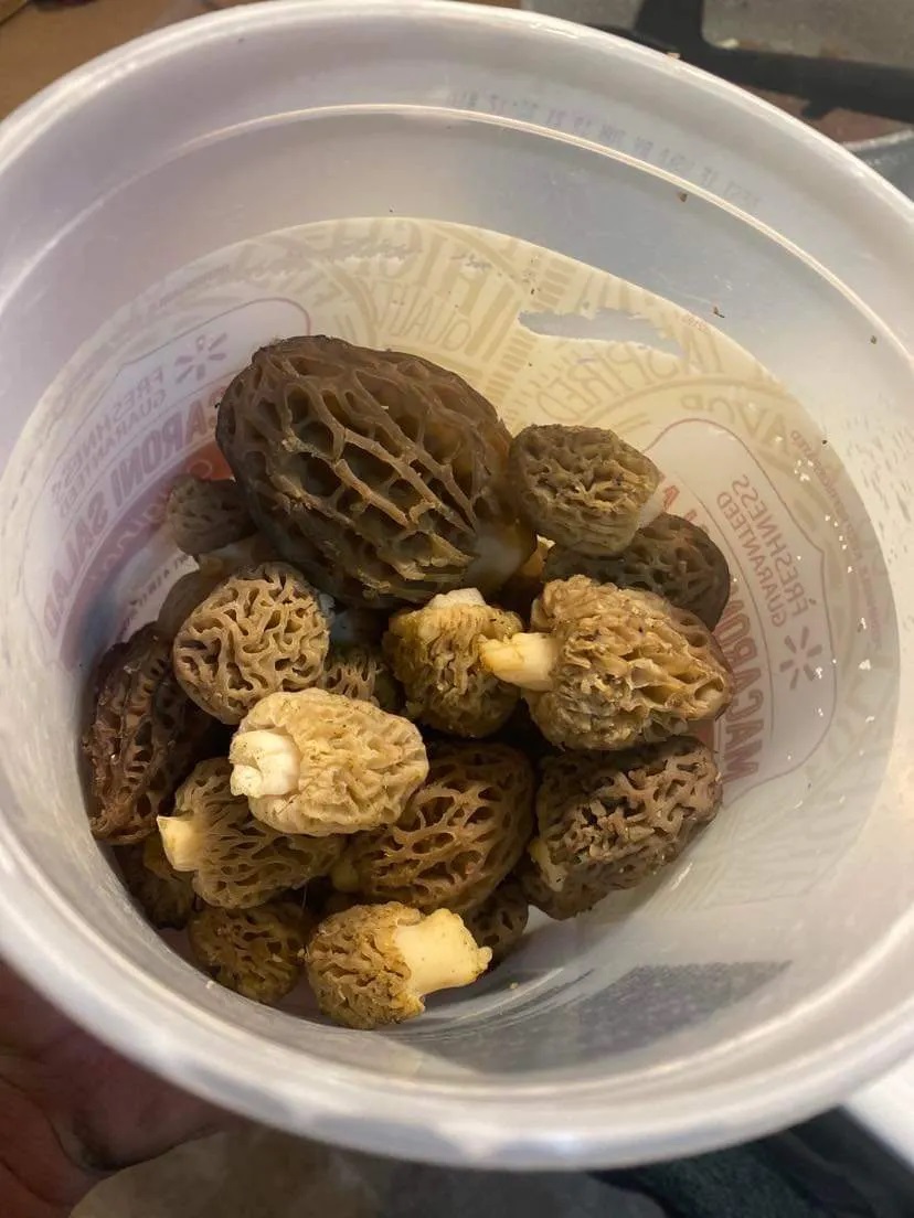 Exploring the Culinary Wonders of Morel Mushrooms - Foraged - Foraged
