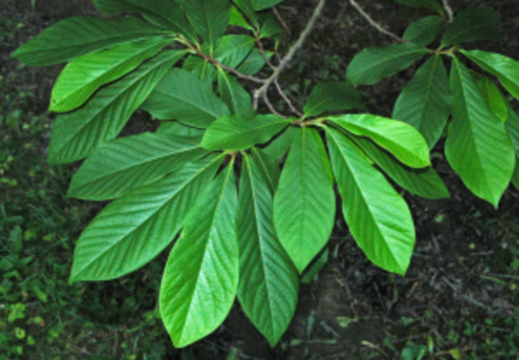 How to Grow Pawpaw from Seed and Cultivate Your Own Edible Oasis ...