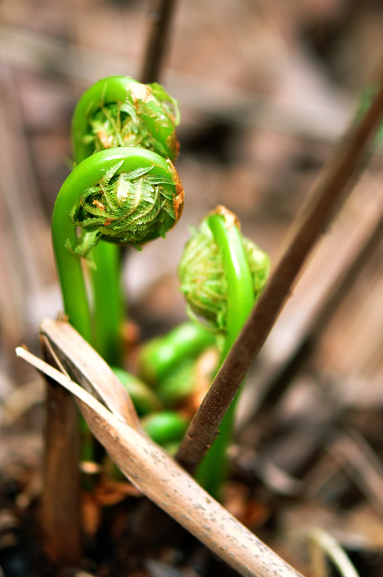 How to Clean and Store Fiddleheads for Longevity - Foraged - Foraged