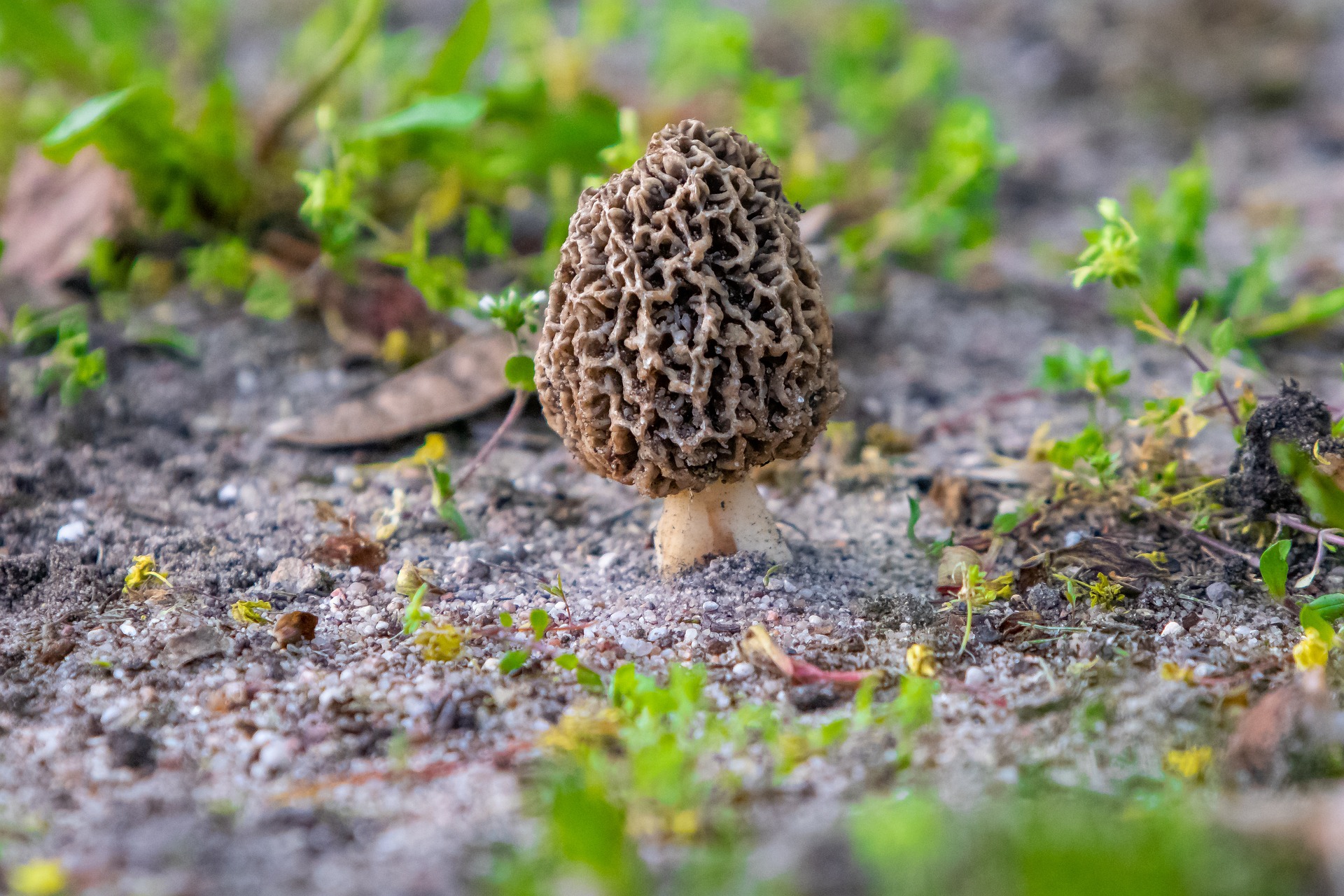 Morel Mushrooms in the Wild: A Visual Exploration - Foraged - Foraged
