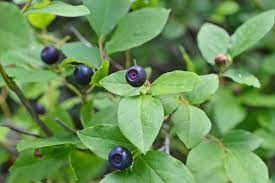 Where Do Huckleberries Grow? Unveiling Their Secret Hideouts - Foraged ...