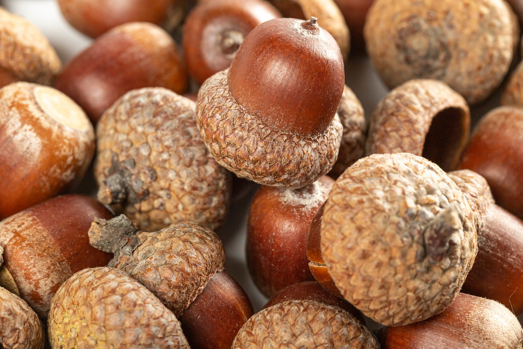 Baking Beyond the Ordinary: Delicious Adventures with Acorn Flour ...