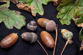 Where to Buy Acorn Flour: Exploring Your Options - Foraged - Foraged