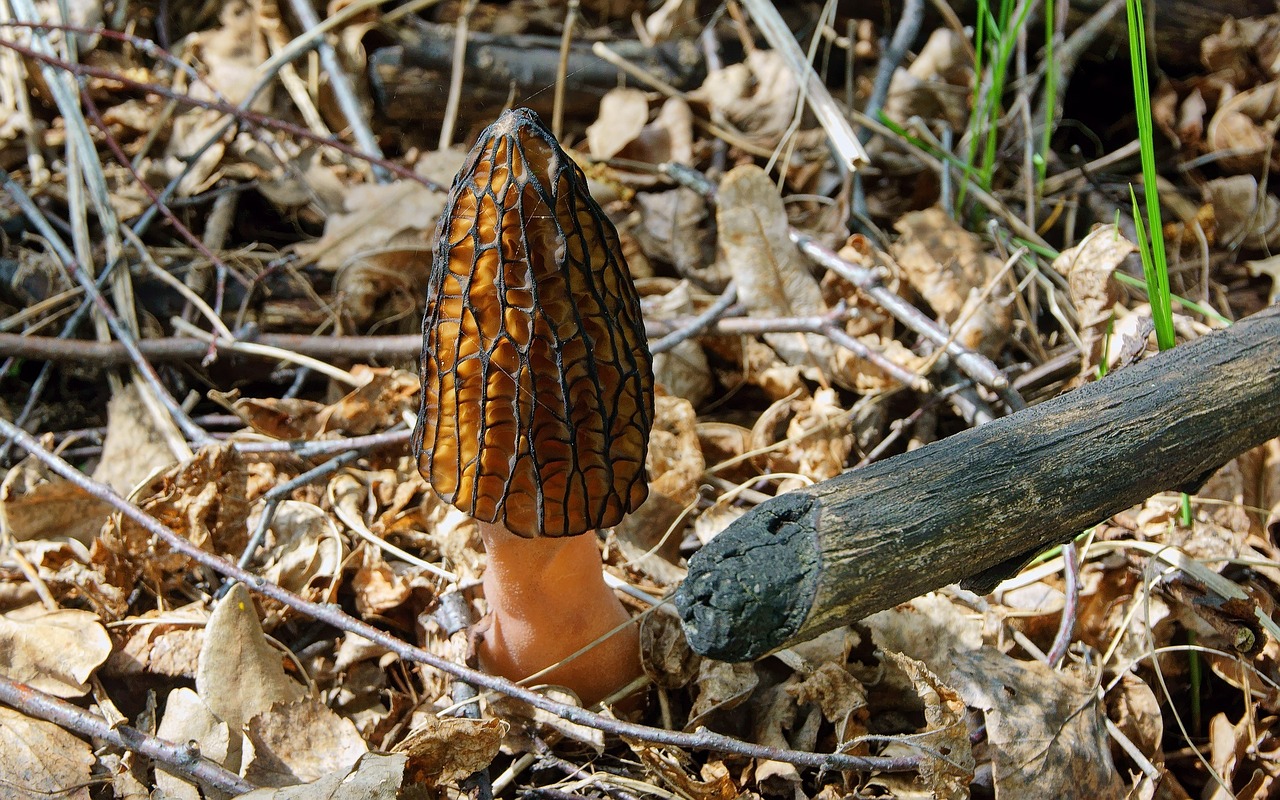 Foraging In Delicious World of Wild Morel Mushrooms - Foraged - Foraged