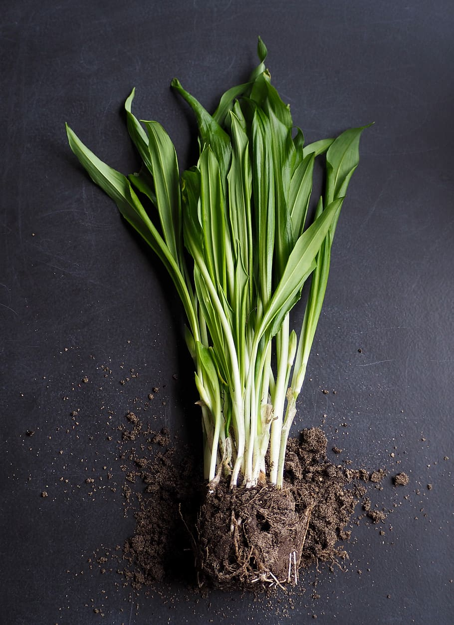 Savoring Spring: Celebrating the Short but Spectacular Ramps Vegetable ...