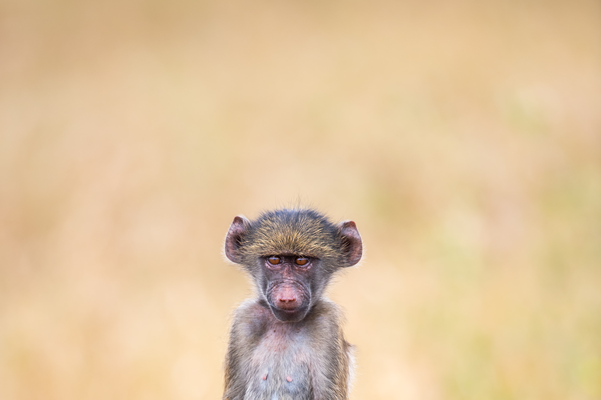 Nature's Comedians, the Baboons | Singita