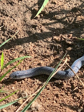 A new reptile for the Grumeti-Ikorongo records: Hook-nosed snake | Singita