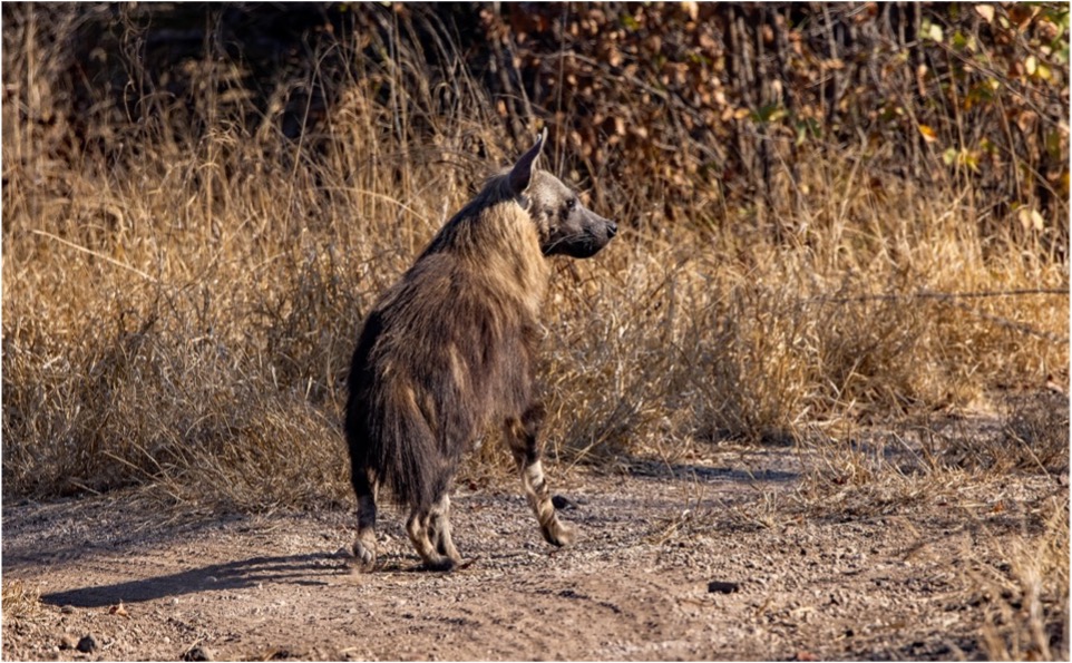 First sighting of a brown hyena | Singita