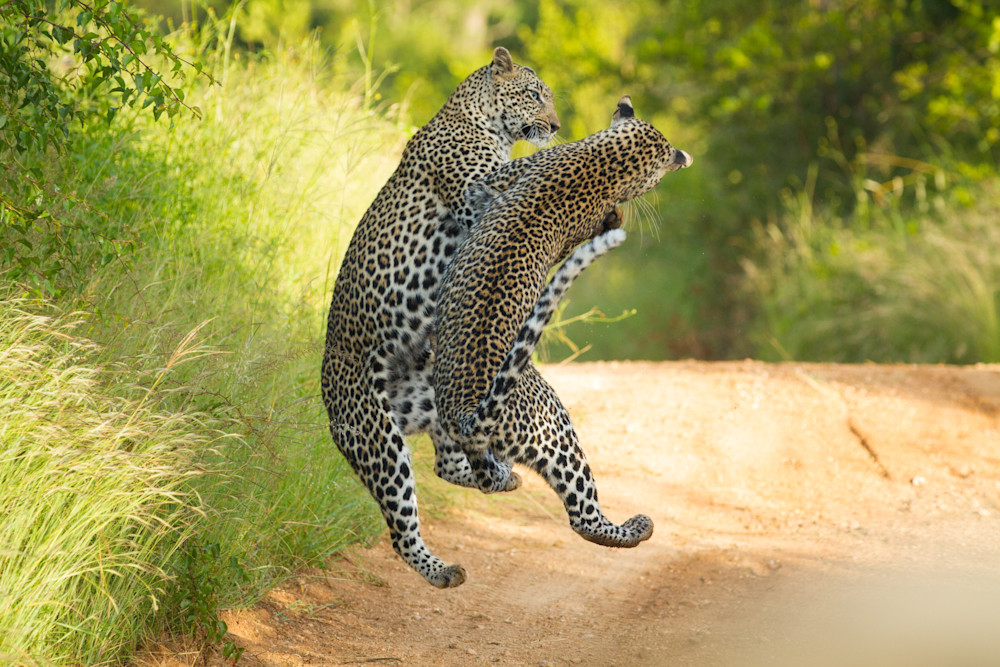 How the leopards of Sabi Sand can help save their species | Singita