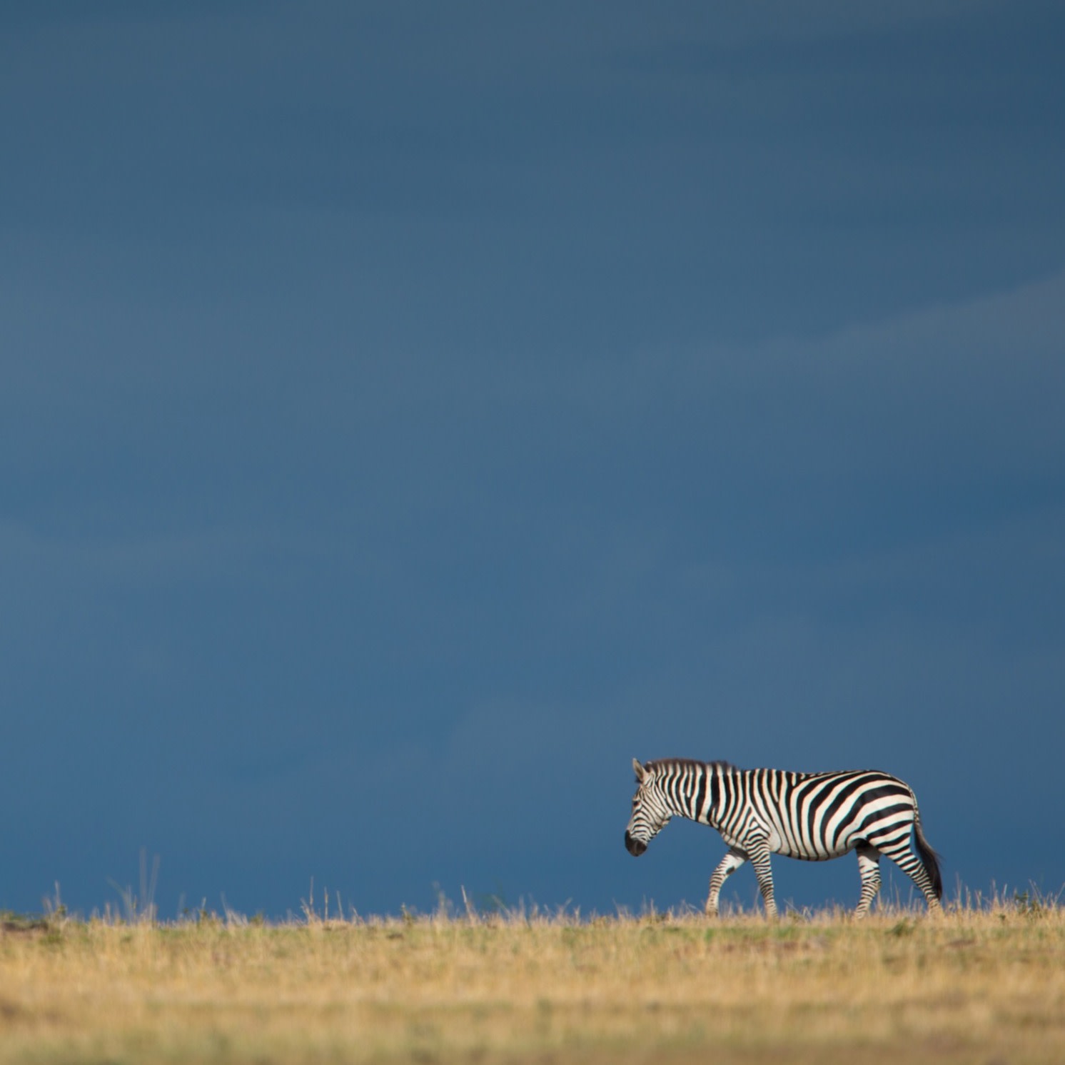 Reopening soon – new-look Mara River Tented Camp embraces its sense of ...
