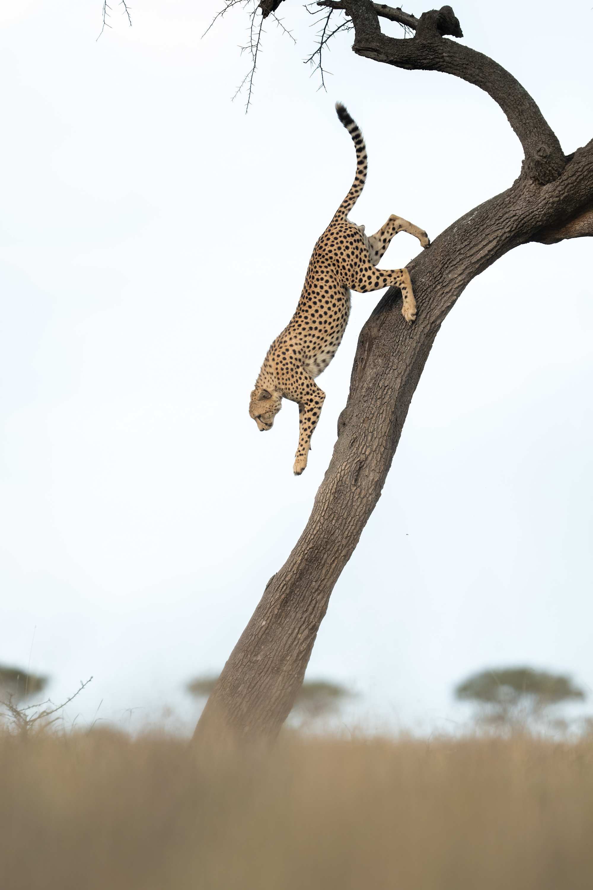 Milele Luxury Lodge & Safari | Grumeti | Singita