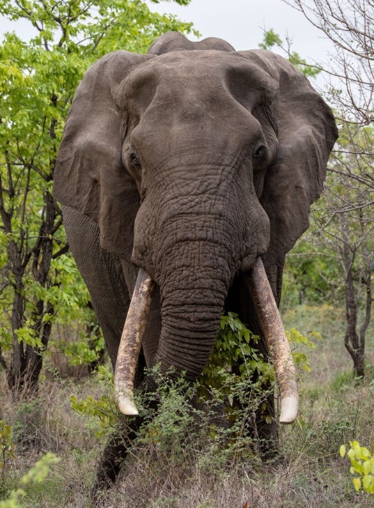 Being Butch | Singita
