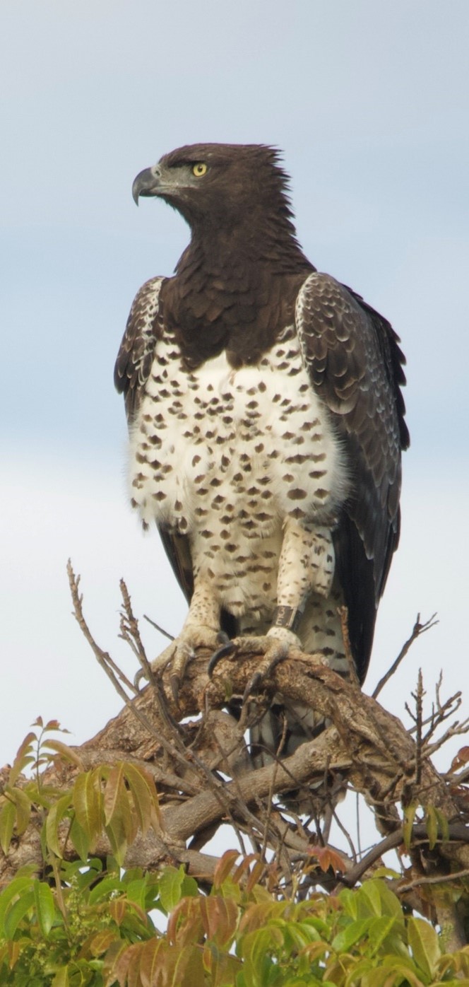 The martial eagle | Singita