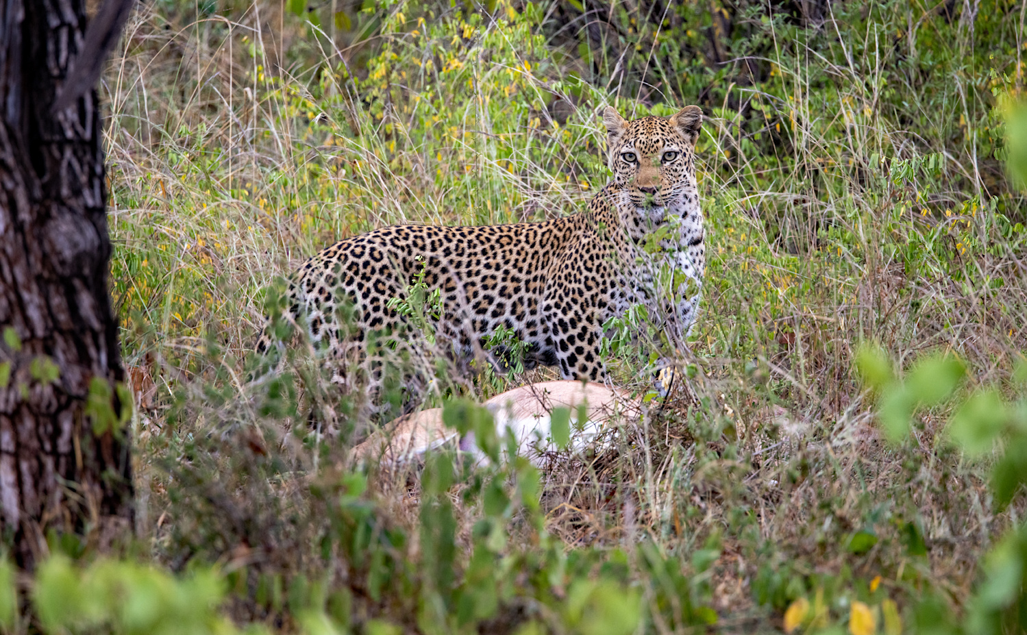 Singita Pamushana Lodge: May 2024 | Singita