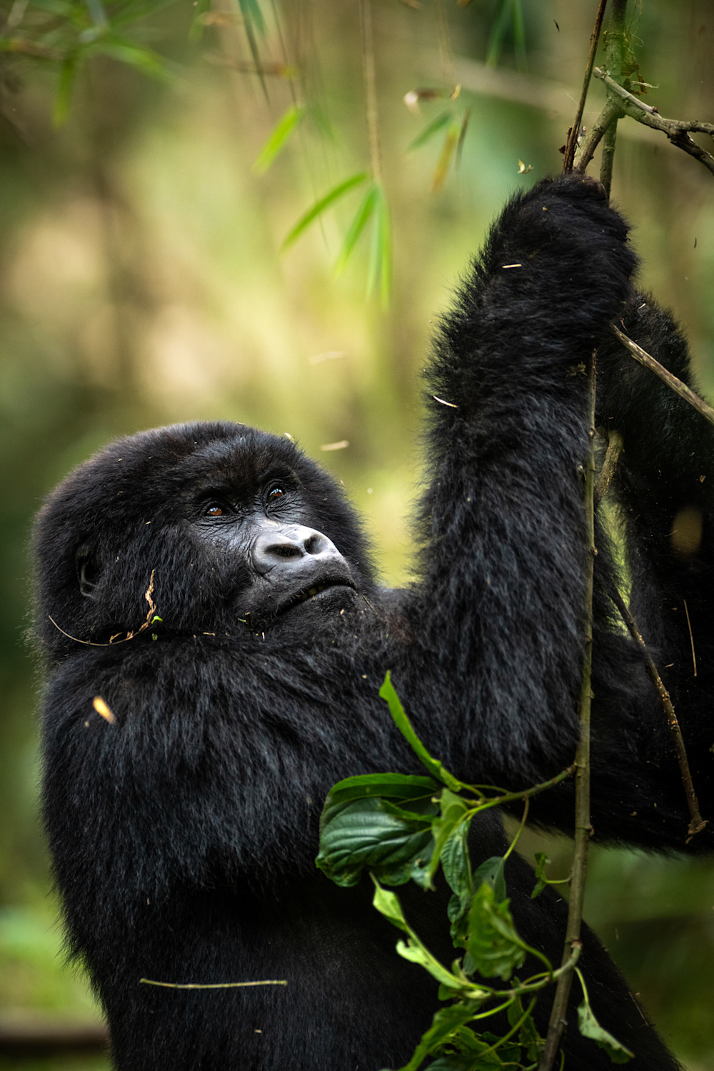 Gorilla Trekking 101 – what you need to know for this once-in-a ...
