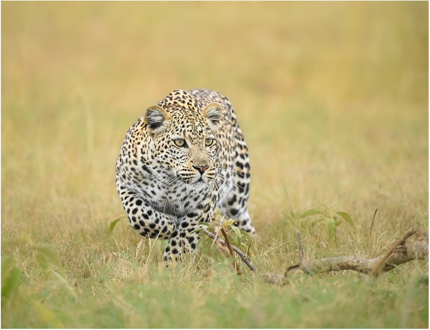 The story of Maridadi, the young leopard | Singita