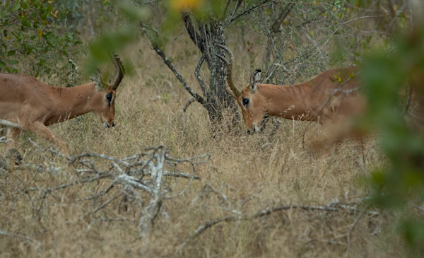 April is Impala Season | Singita