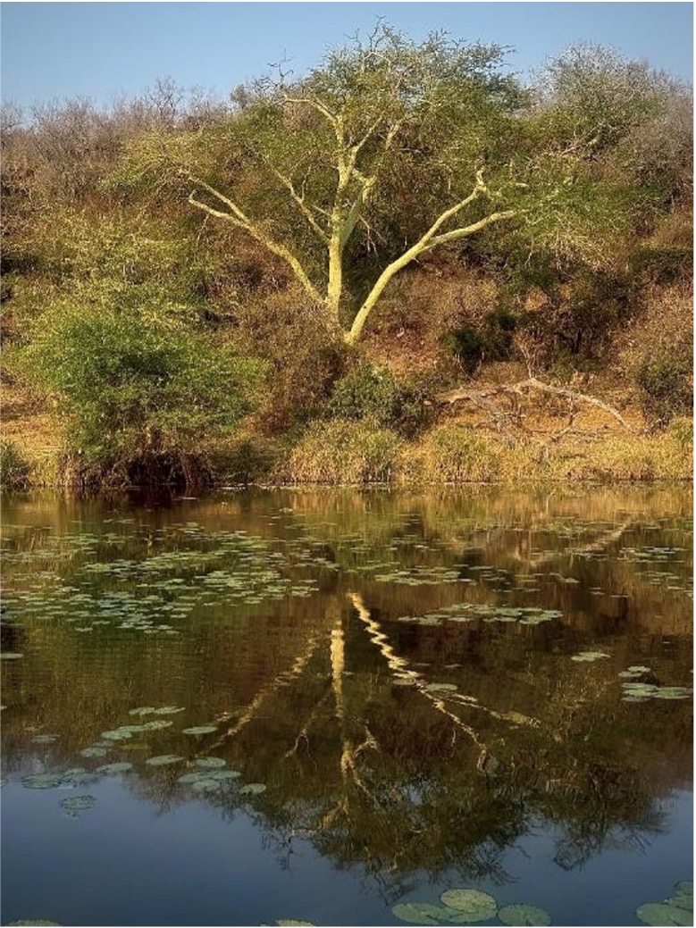 The fever tree’s golden secret | Singita