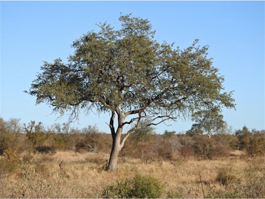 Leadwood (Combretum imberbe) | Singita