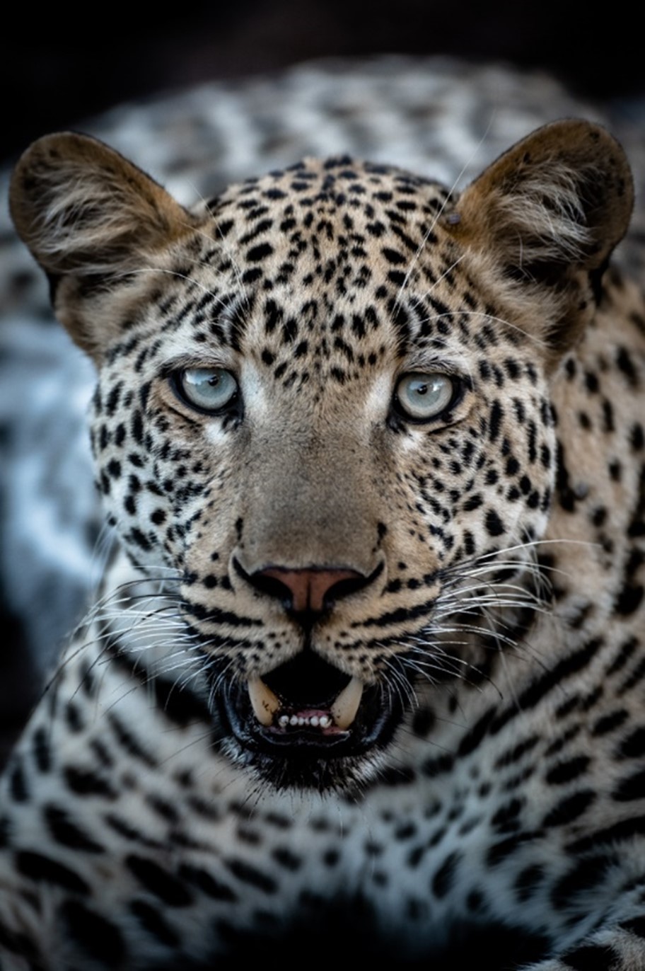 Young male leopard dynamics of Singita Kruger National Park | Singita