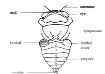 The cicada – mostly heard, not often seen | Singita