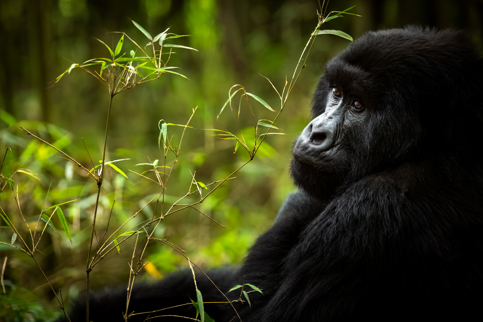 Gorilla Trekking 101 – what you need to know for this once-in-a ...