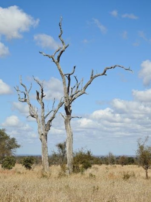 Leadwood (Combretum imberbe) | Singita
