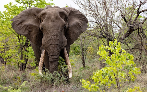 Being Butch | Singita