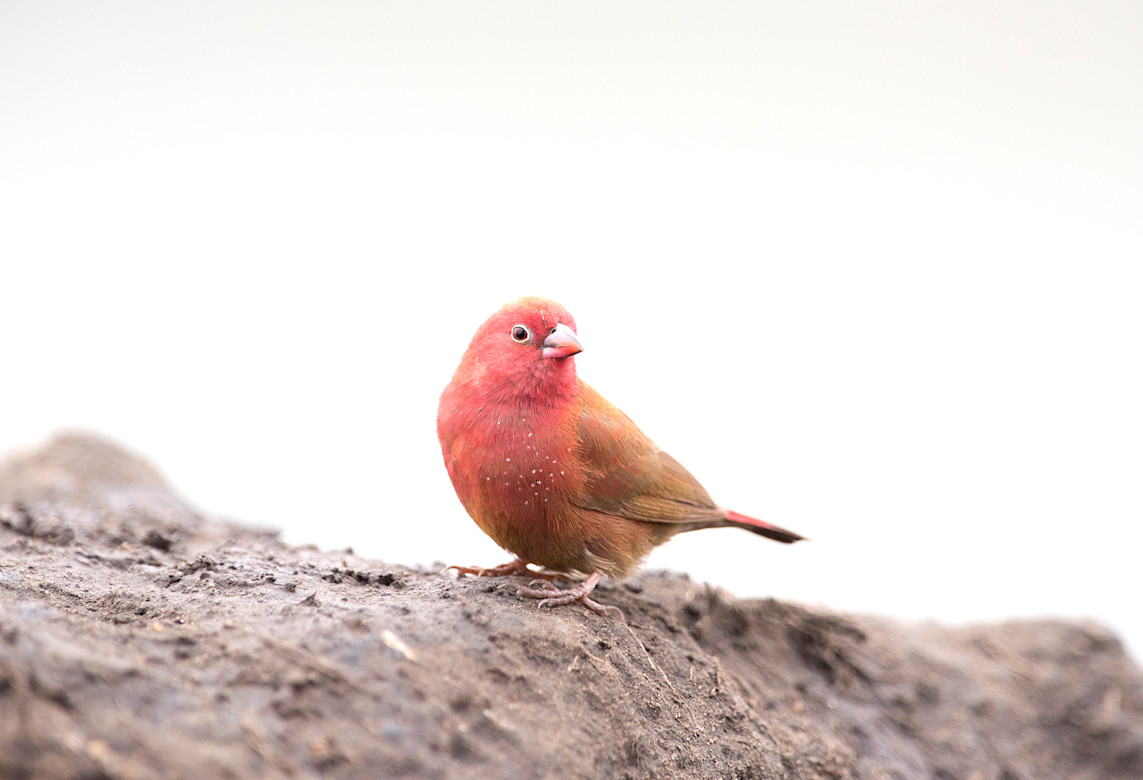 Malilangwe House Luxury Lodge & Safari | Malilangwe | Singita