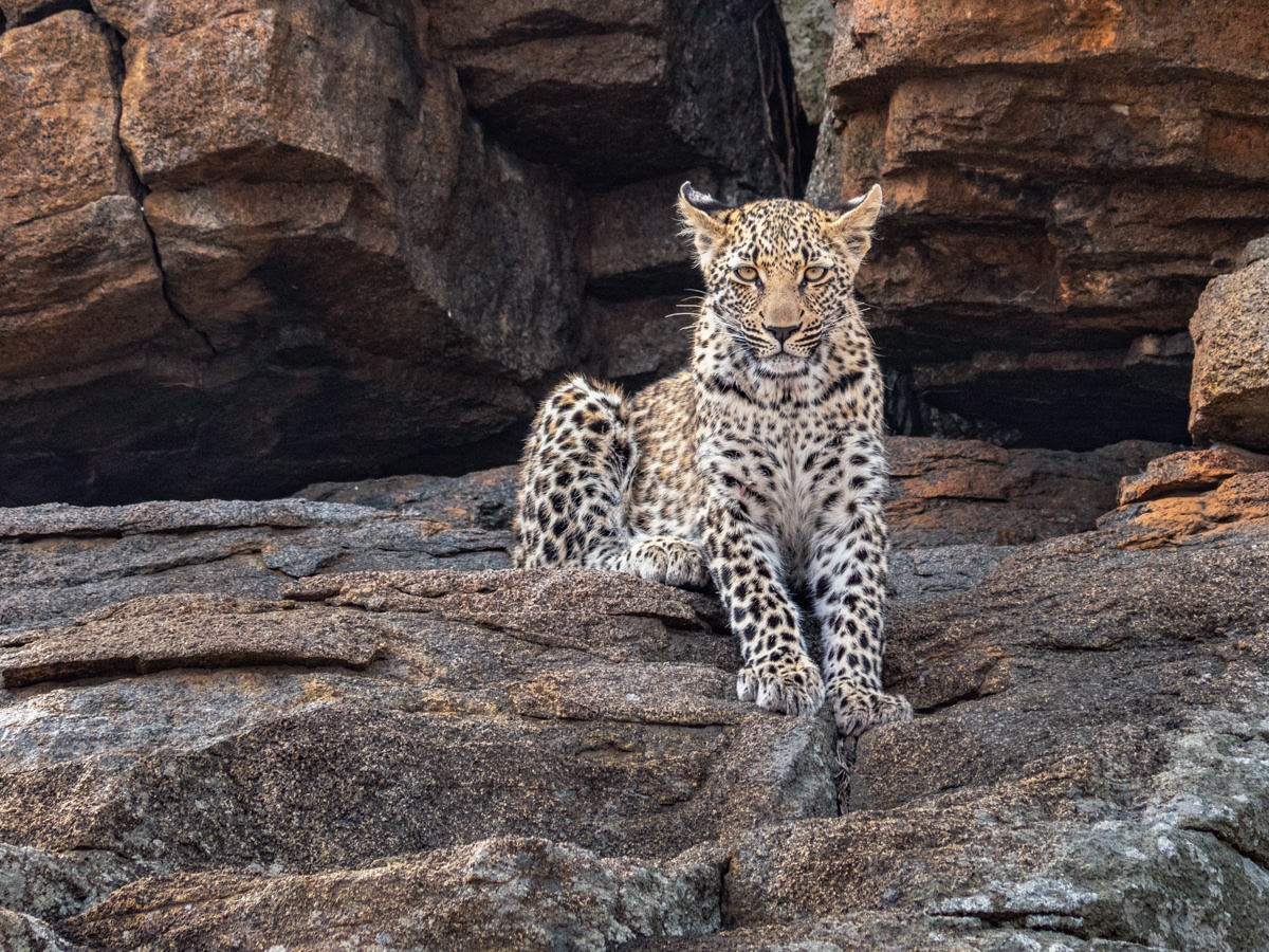 The Leopards of Singita by Janice Katz | Singita