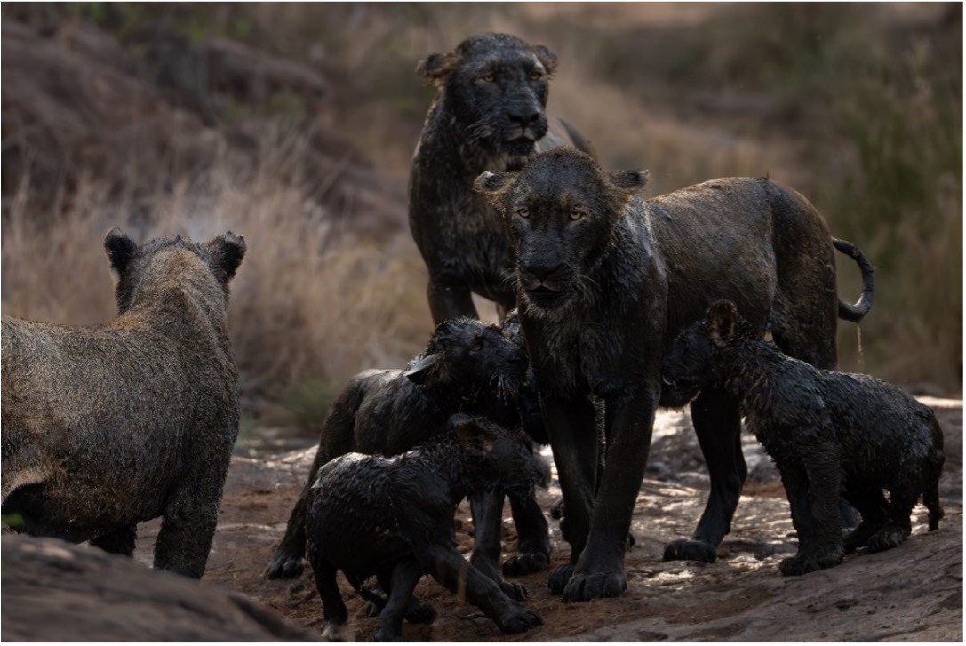 Drama at Singita Kruger National Park | Singita