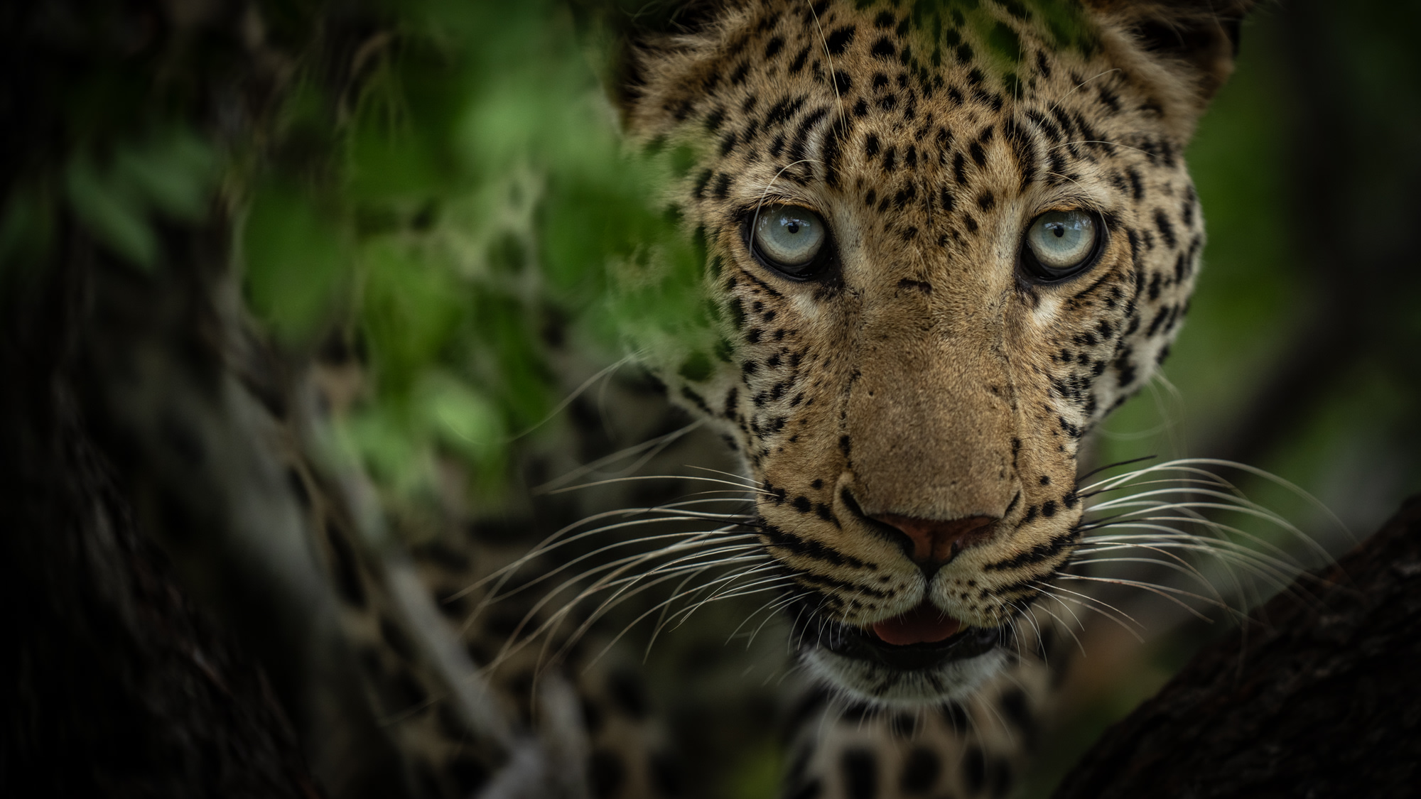 Singita Sabi Sand: January 2024 | Singita