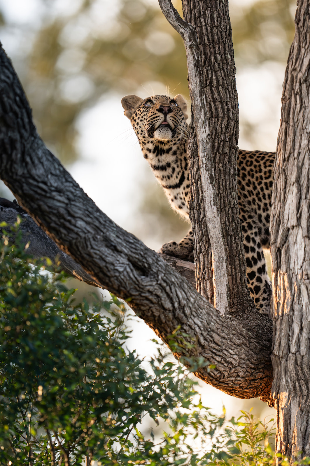 Guest Blog: Eric Taub revisits Ebony three decades later | Singita