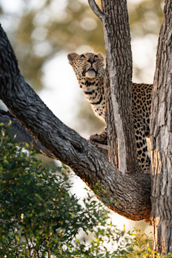 Guest Blog: Eric Taub revisits Ebony three decades later | Singita
