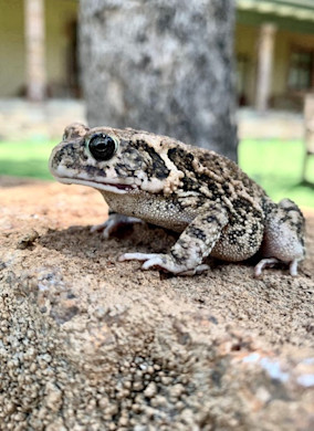 The guttural toad and friends | Singita