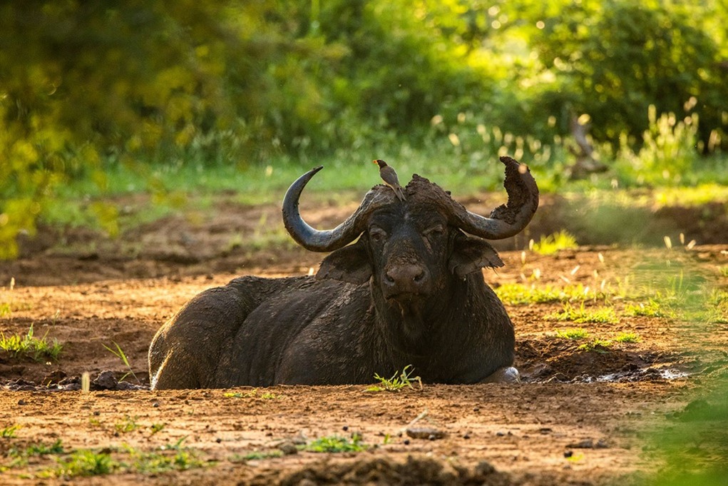 Singita Pamushana: February 2024 | Singita