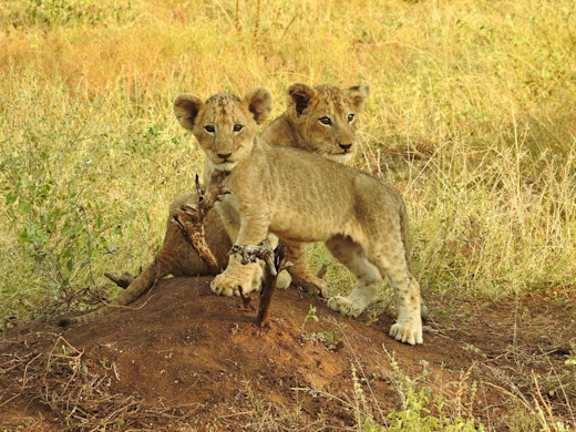 Breeding Strategies | Singita